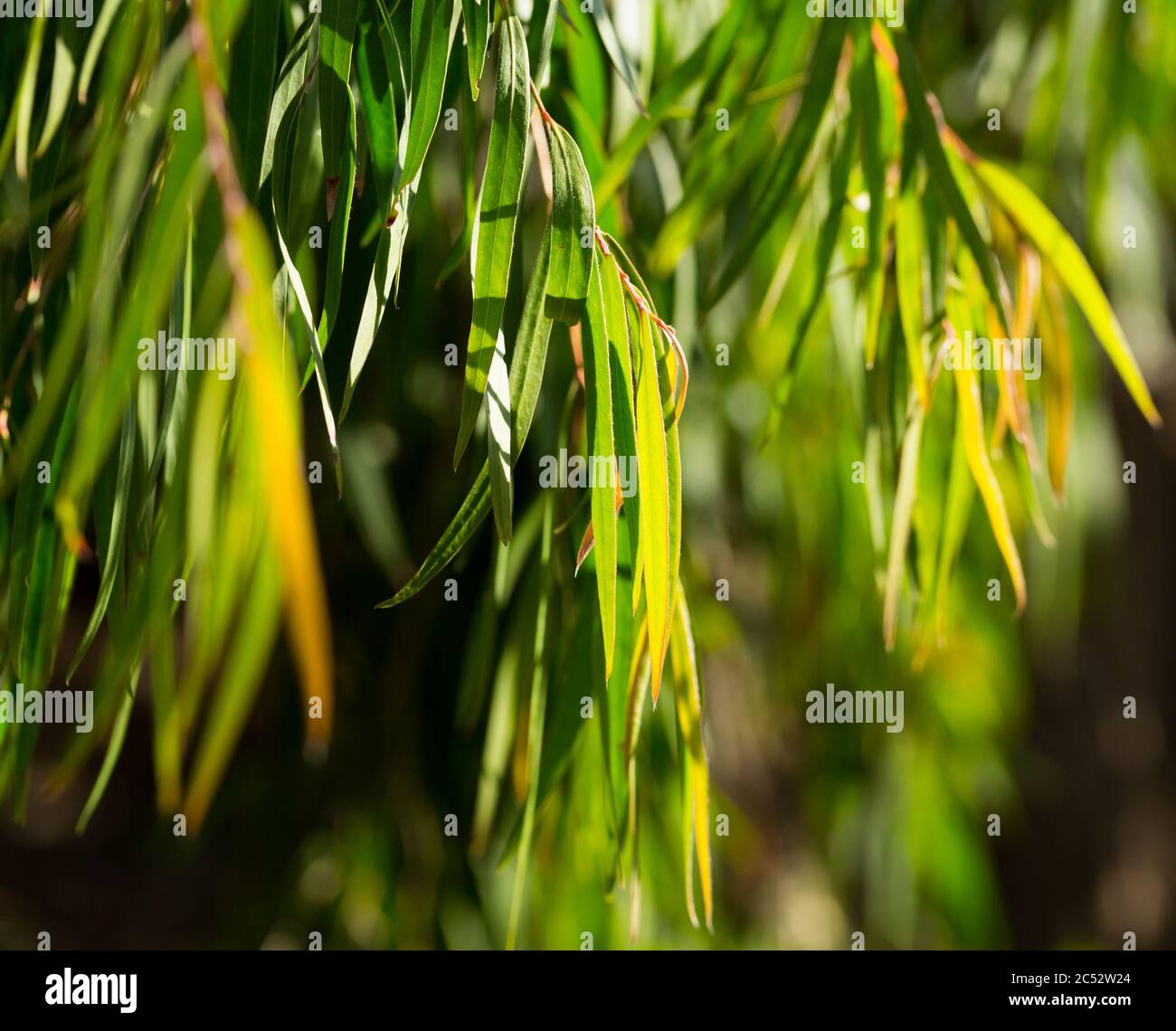 Image of green tree branches of agonis flexuosa in sunny garden at ...