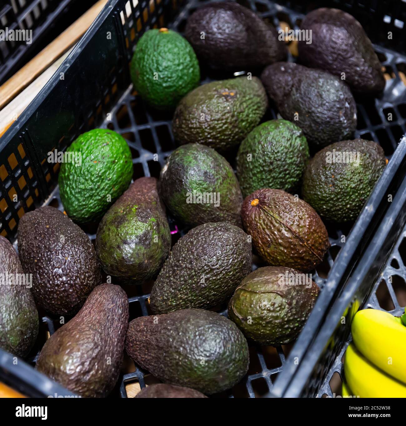 Closeup of Hass avocados with typical dark green colored and bumpy skin ...