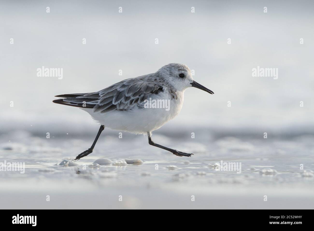 Sanderling in winter plumage hi-res stock photography and images - Alamy