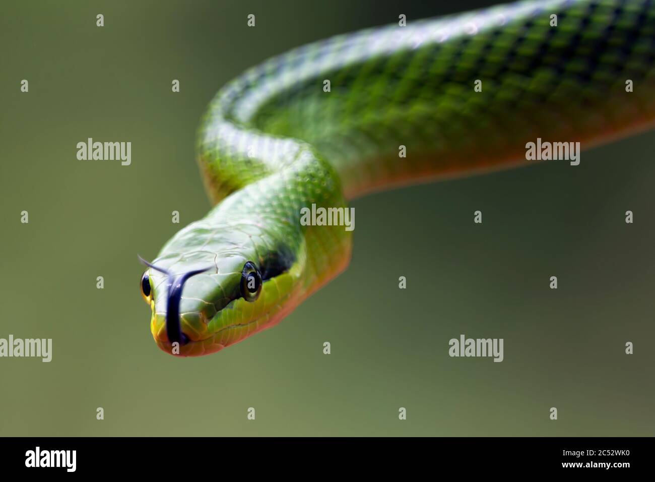 Red racer snake hi-res stock photography and images - Alamy