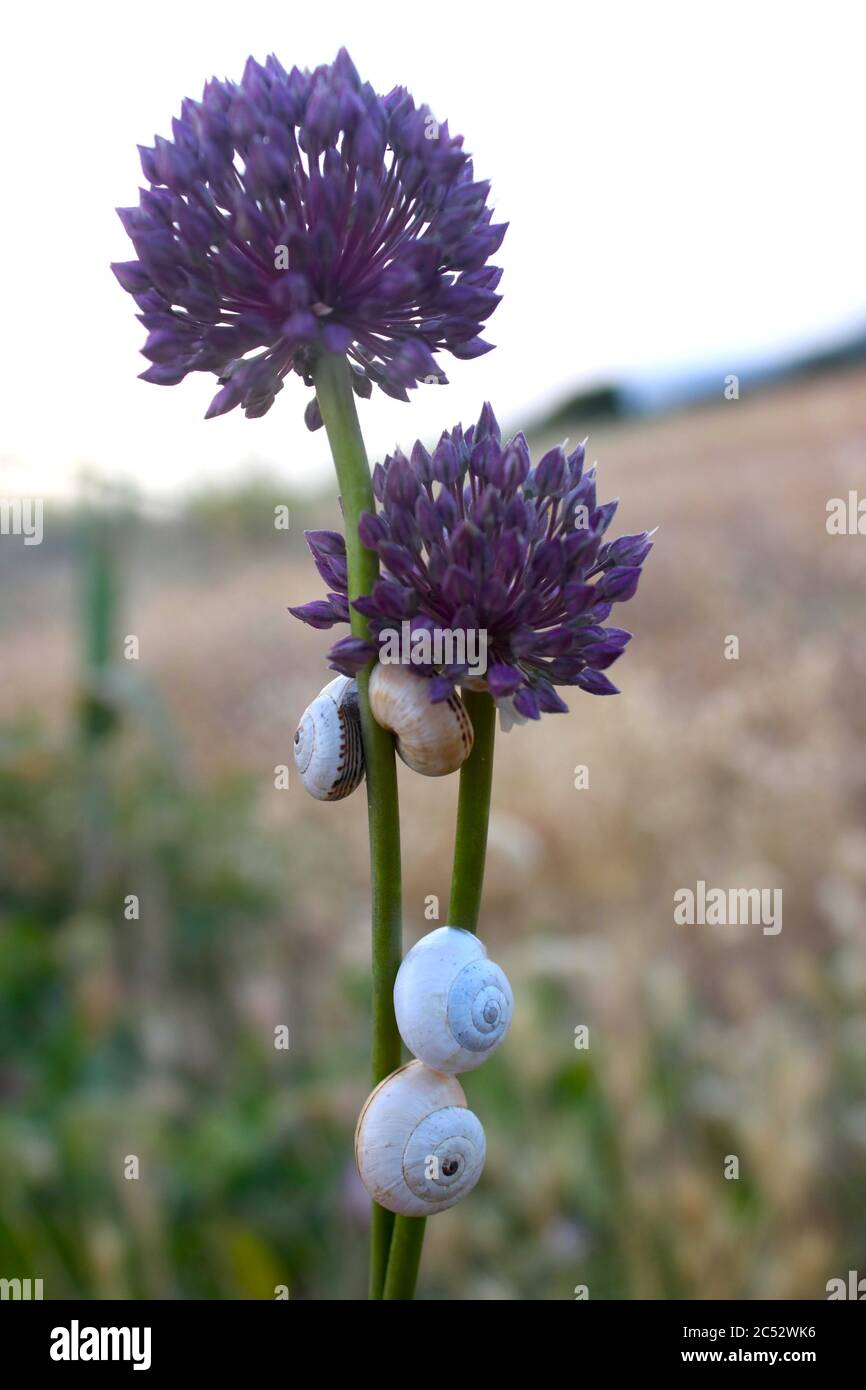 Snail shells on purple wildflowers, Greece Stock Photo - Alamy