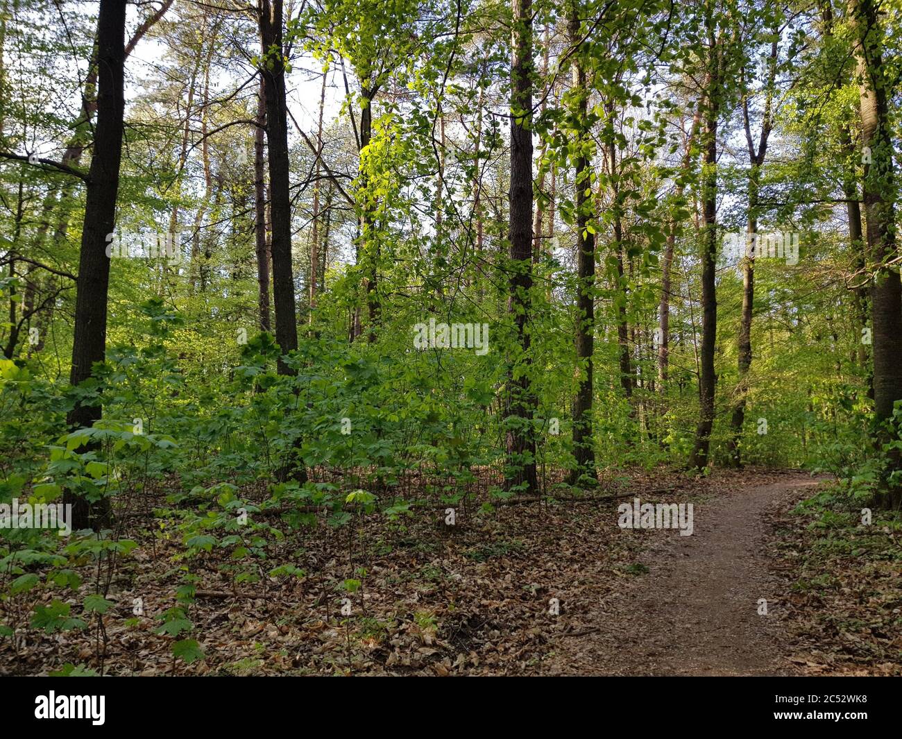 Beautiful shot of a path in the forest with tall trees Stock Photo - Alamy