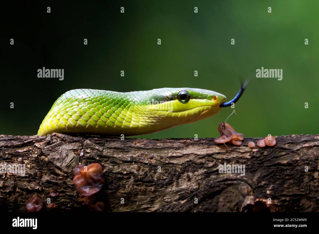 Ratsnake hi-res stock photography and images - Alamy