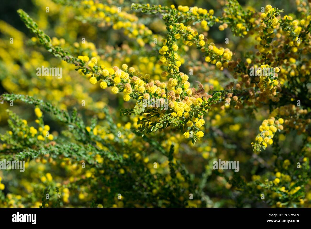 Small yellow flowers on prickly wattle (Acacia paradoxa) during spring ...