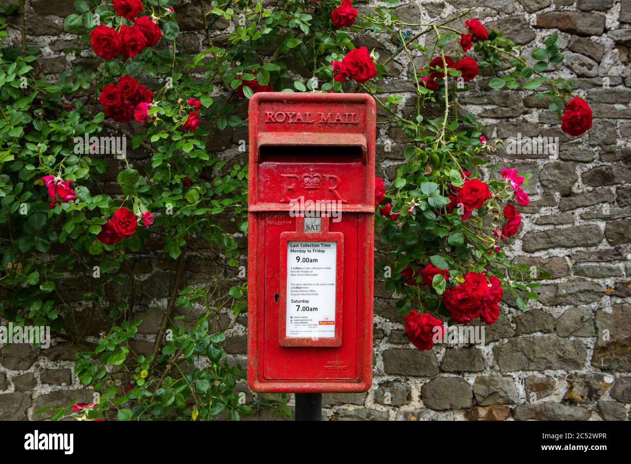 Pillar-box red Royal Mail post box and red rose in front of a stone ...