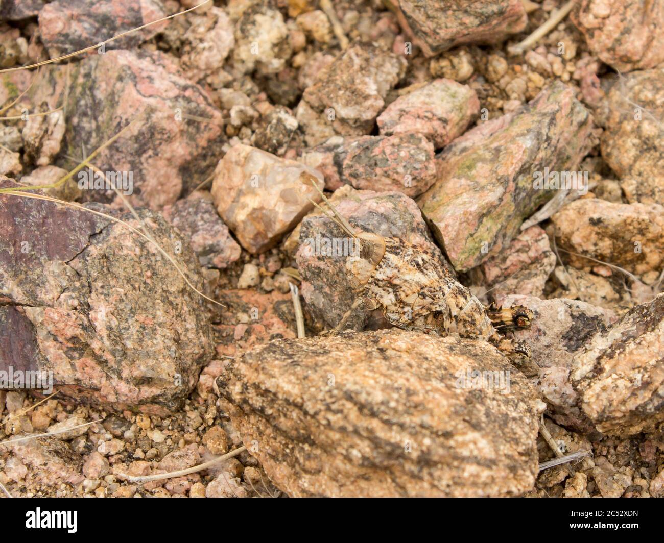 Karoo stone hi-res stock photography and images - Alamy