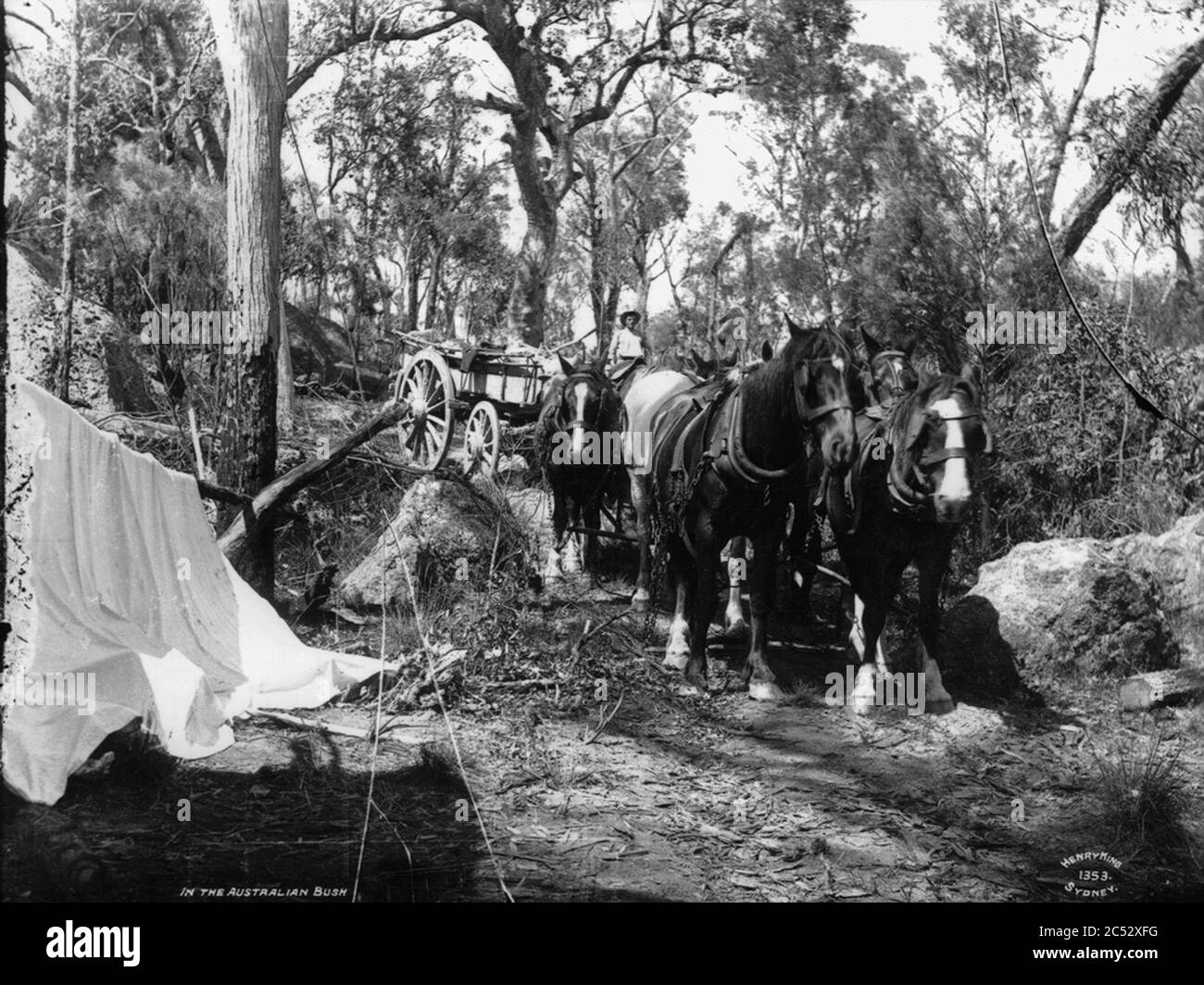 Australian bush Black and White Stock Photos & Images - Alamy