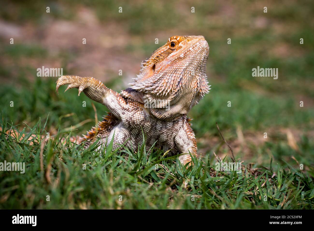 Portrait of a bearded dragon in the grass, Indonesia Stock Photo - Alamy