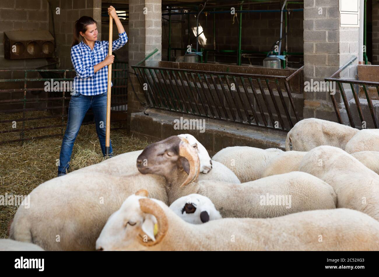 Farm worker caring for sheep Stock Photo - Alamy