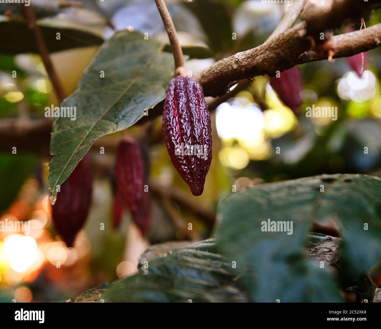 Chocolate Cocoapods, Minca, Colombia, South America Stock Photo - Alamy