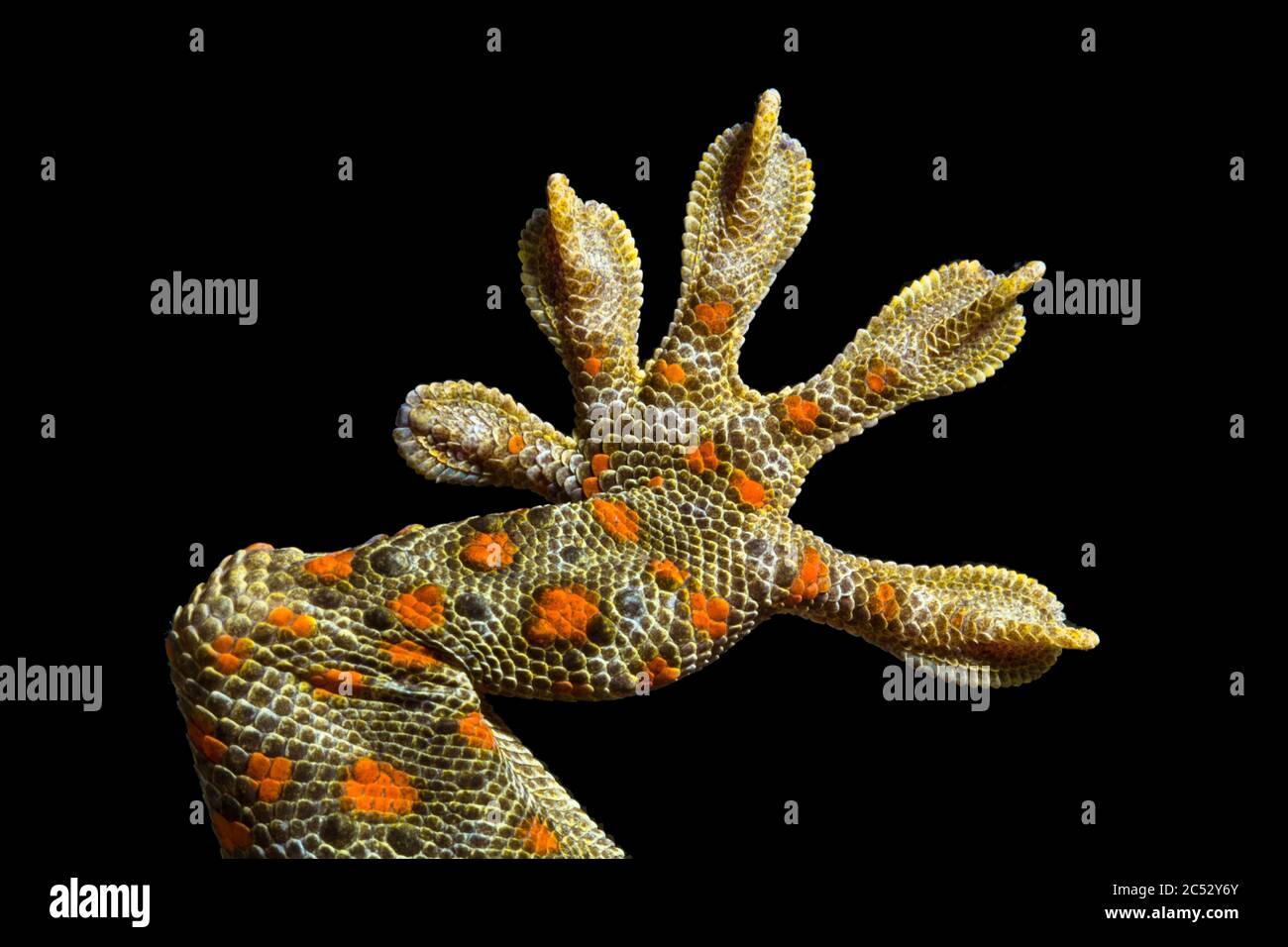 Close-up of a Spotted House Gecko foot Stock Photo - Alamy