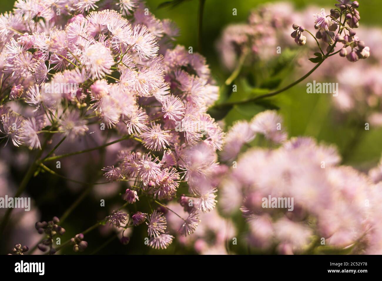 Buttercup family ranunculaceae hi-res stock photography and images - Alamy