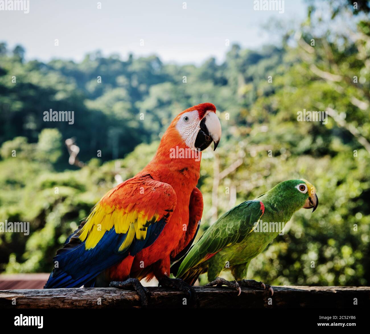 Parrots in south america hi-res stock photography and images - Alamy
