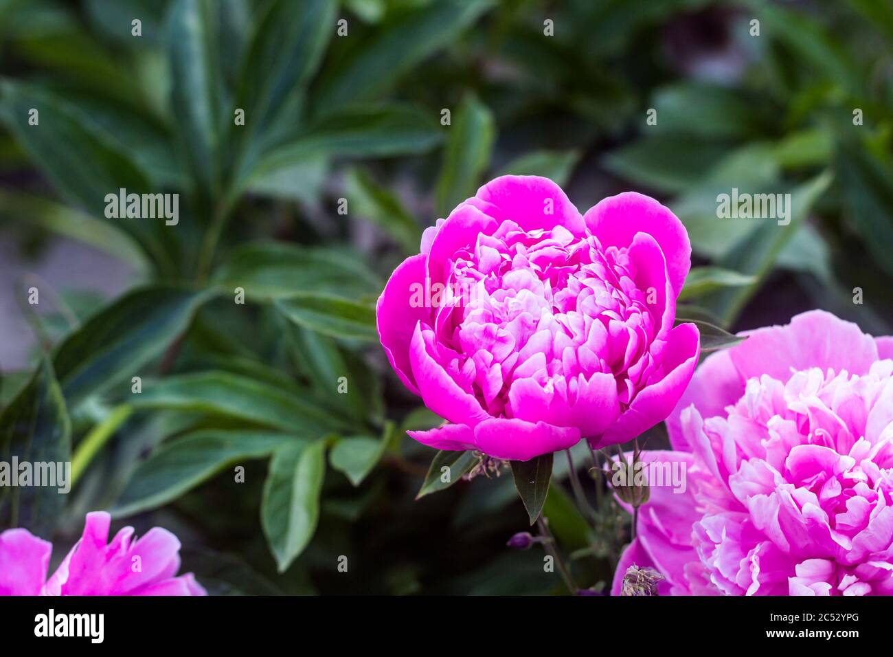Peonies In Full Bloom High Resolution Stock Photography and Images - Alamy