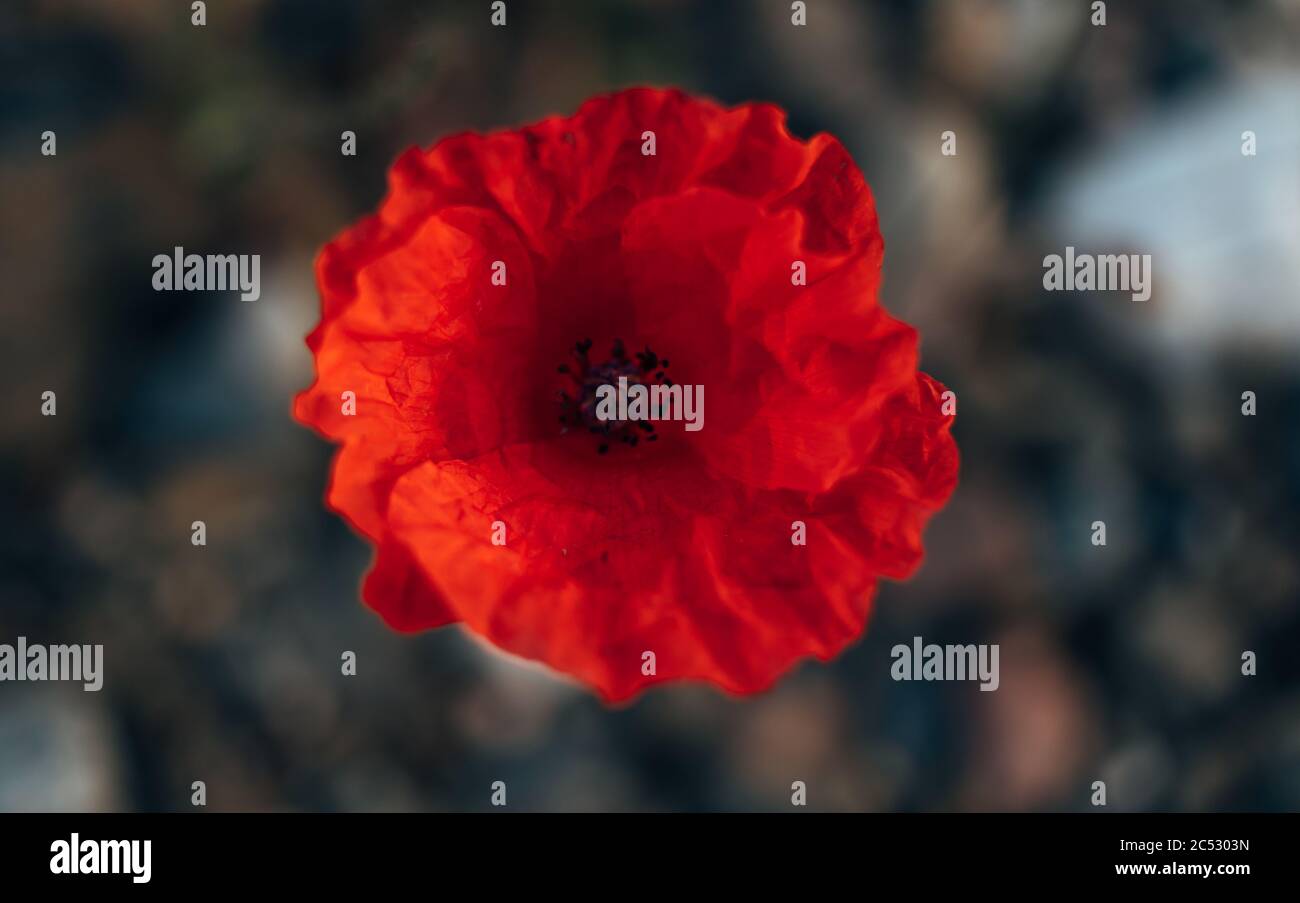 Selective focus shot of a blooming red flower on a brown background ...