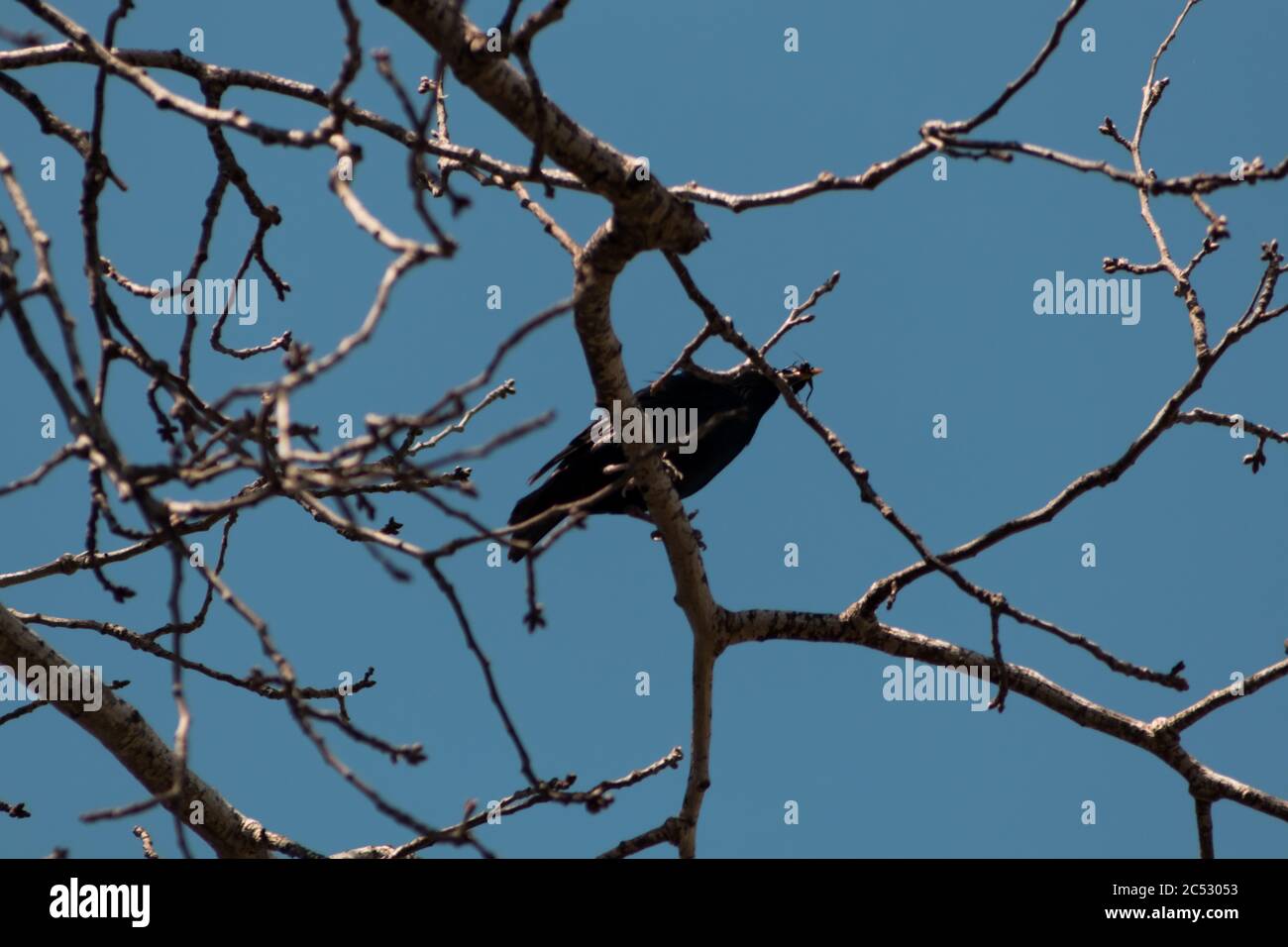 Low angle shot of a bird sitting on a tree branch under a blue sky ...