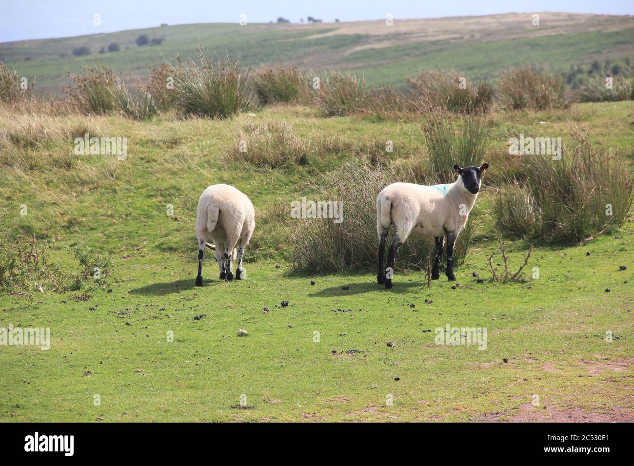 Balwen welsh mountain sheep hi-res stock photography and images - Alamy