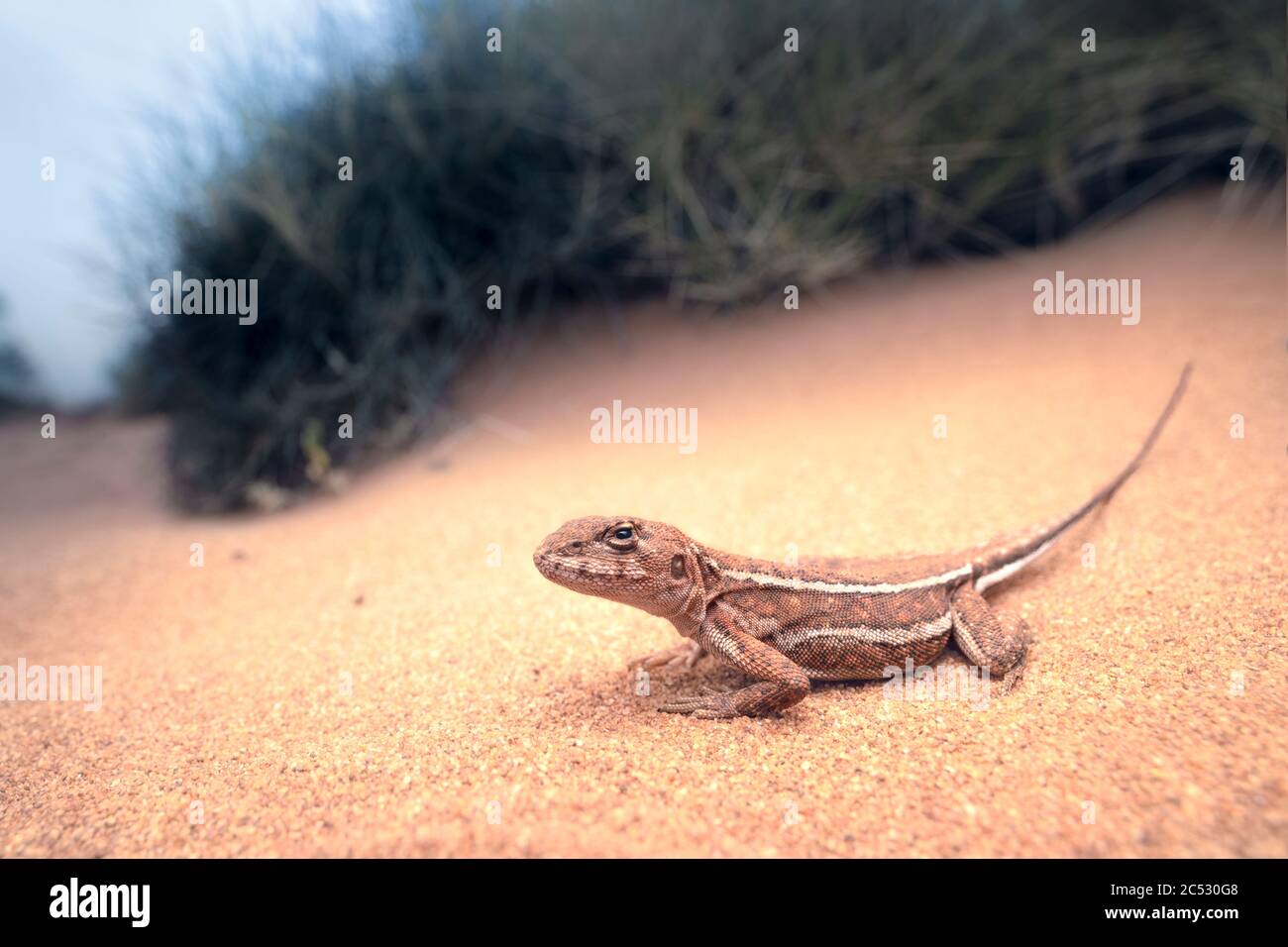 Mallee dragon hi-res stock photography and images - Alamy