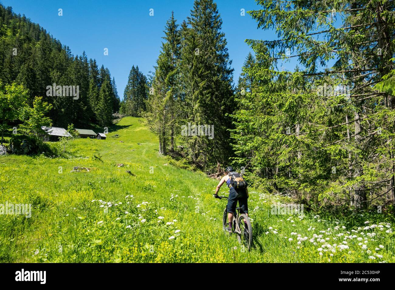 Woman mountain biking on footpath through alpine meadow, Salzburg ...