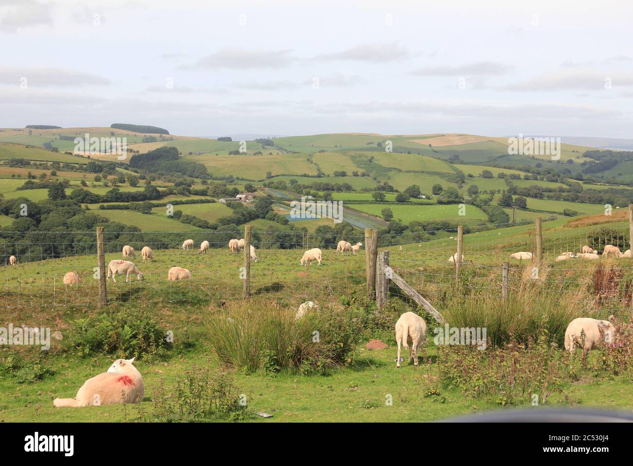 Sheep farming in Wales. United Kingdom Stock Photo - Alamy