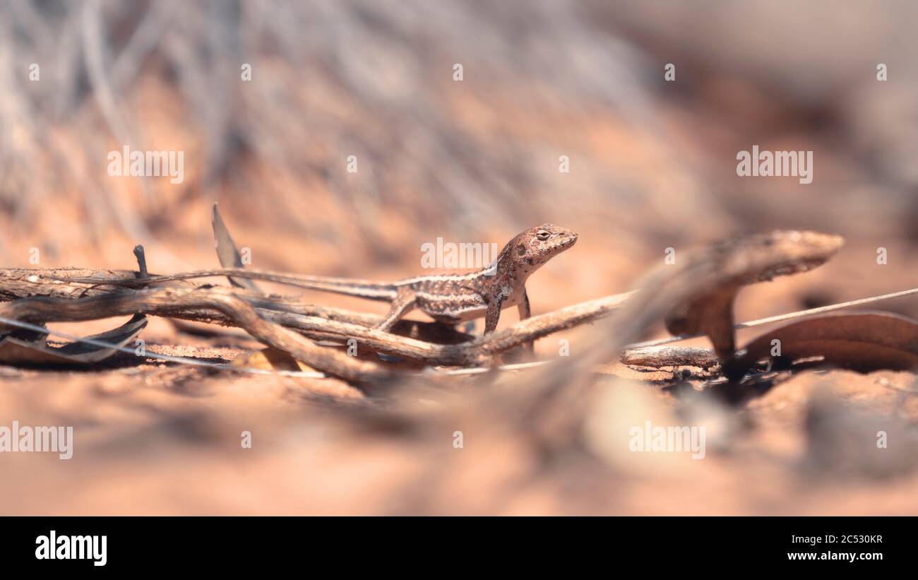Sand dragon australia hi-res stock photography and images - Alamy