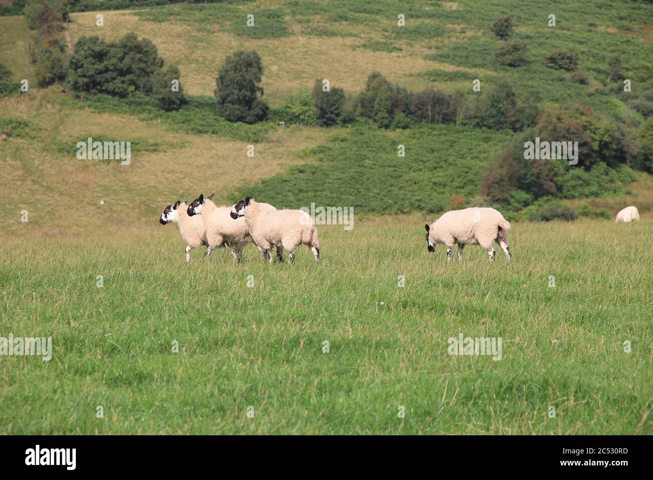 Balwen welsh mountain sheep hi-res stock photography and images - Alamy