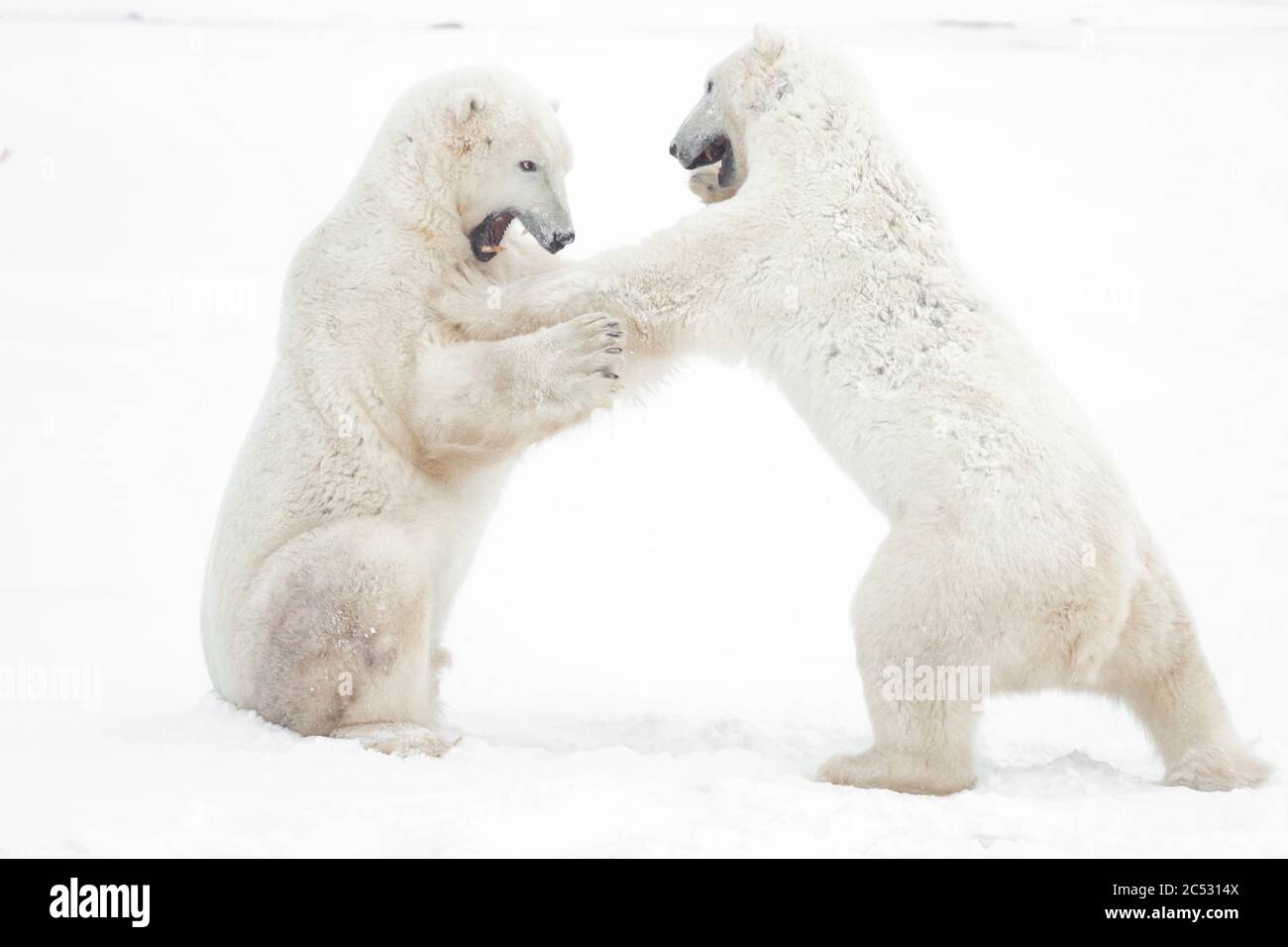 Male polar bear fighting hi-res stock photography and images - Alamy