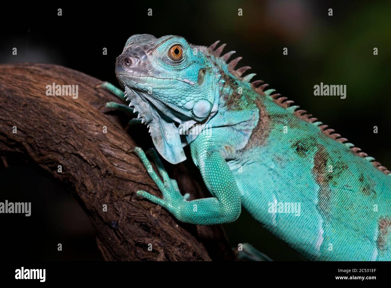 Blue Iguana