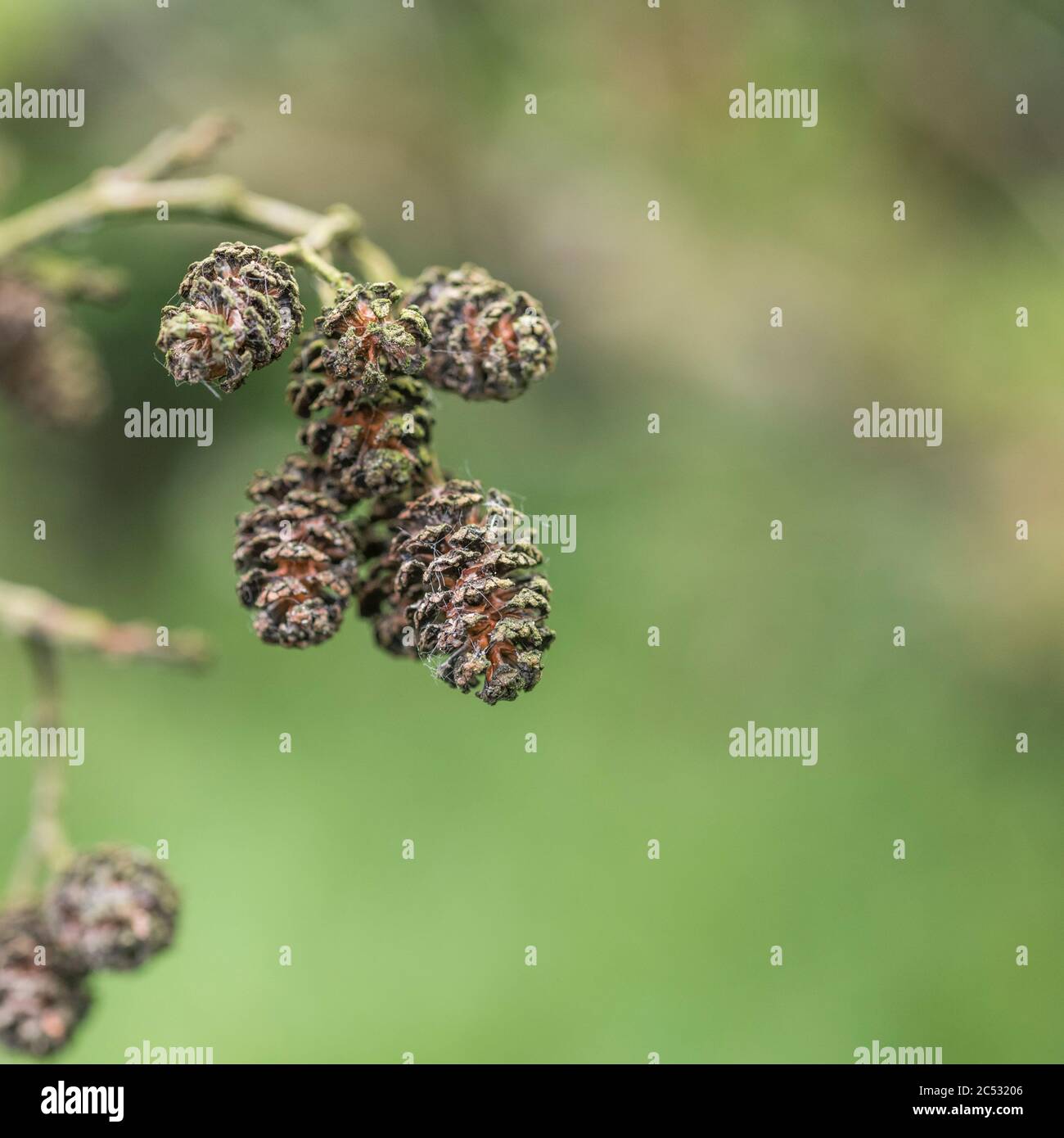 Maturing female catkin cones fruits of a Common Alder / Alnus glutinosa ...