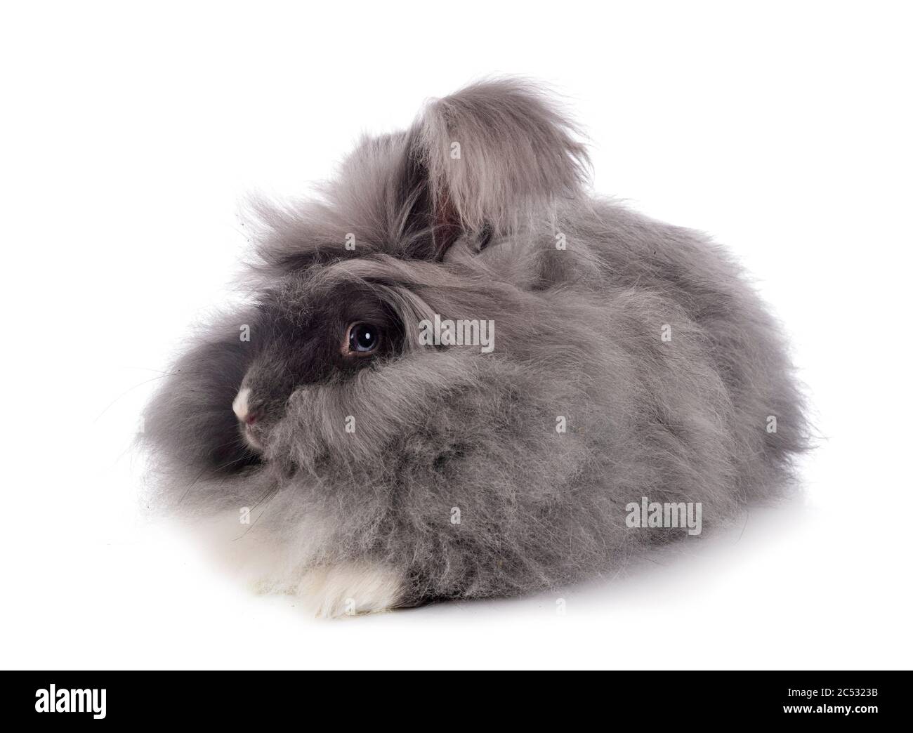 English Angora in front of white background Stock Photo - Alamy