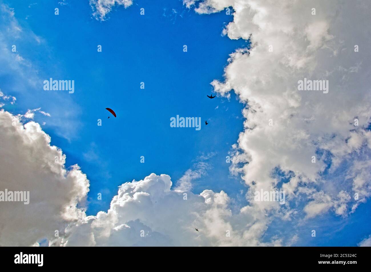 A lone paraglider athlete flying high in the clouds with birds Stock ...