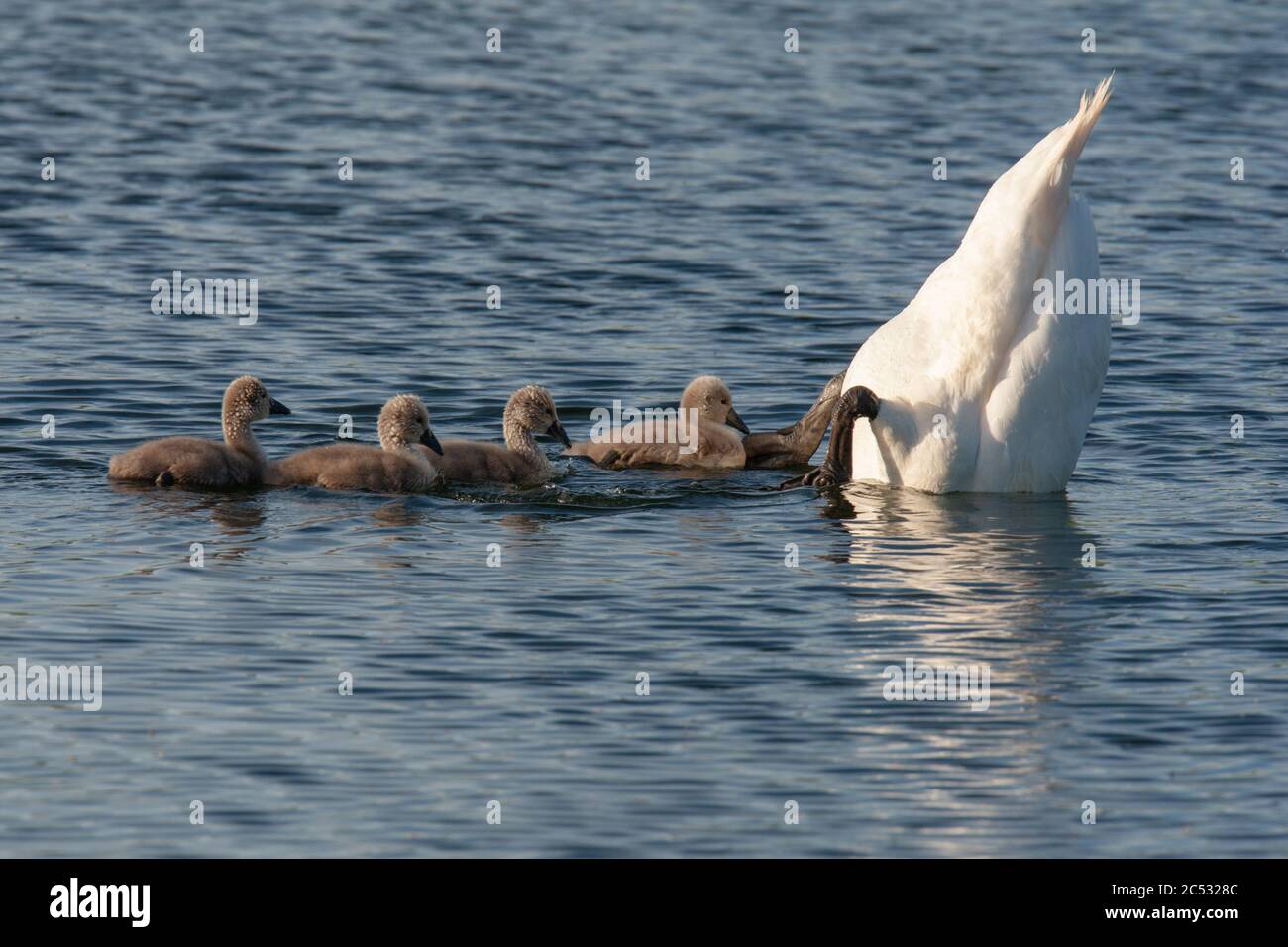 Swan upside down in water searching for food with four young fluffy ...