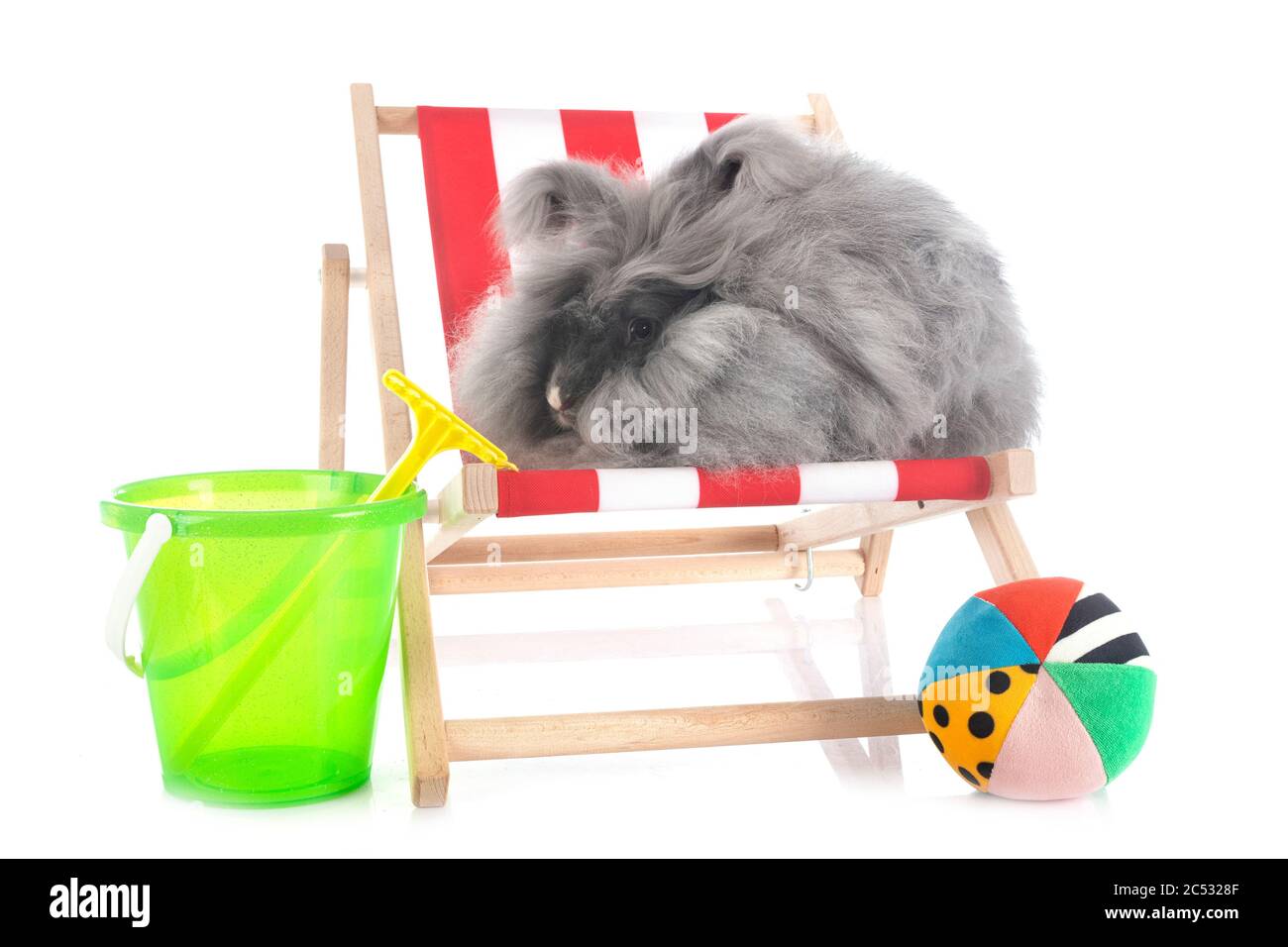 English Angora in front of white background Stock Photo - Alamy