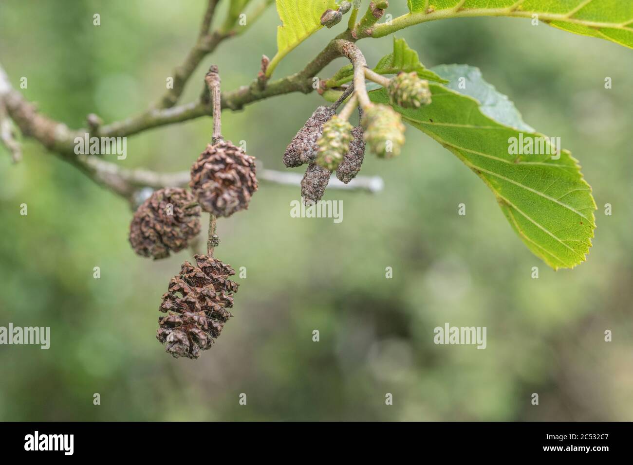 Maturing female catkin cones fruits of a Common Alder / Alnus glutinosa ...