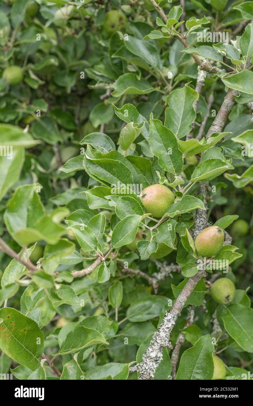 Jablon domaca hi-res stock photography and images - Alamy