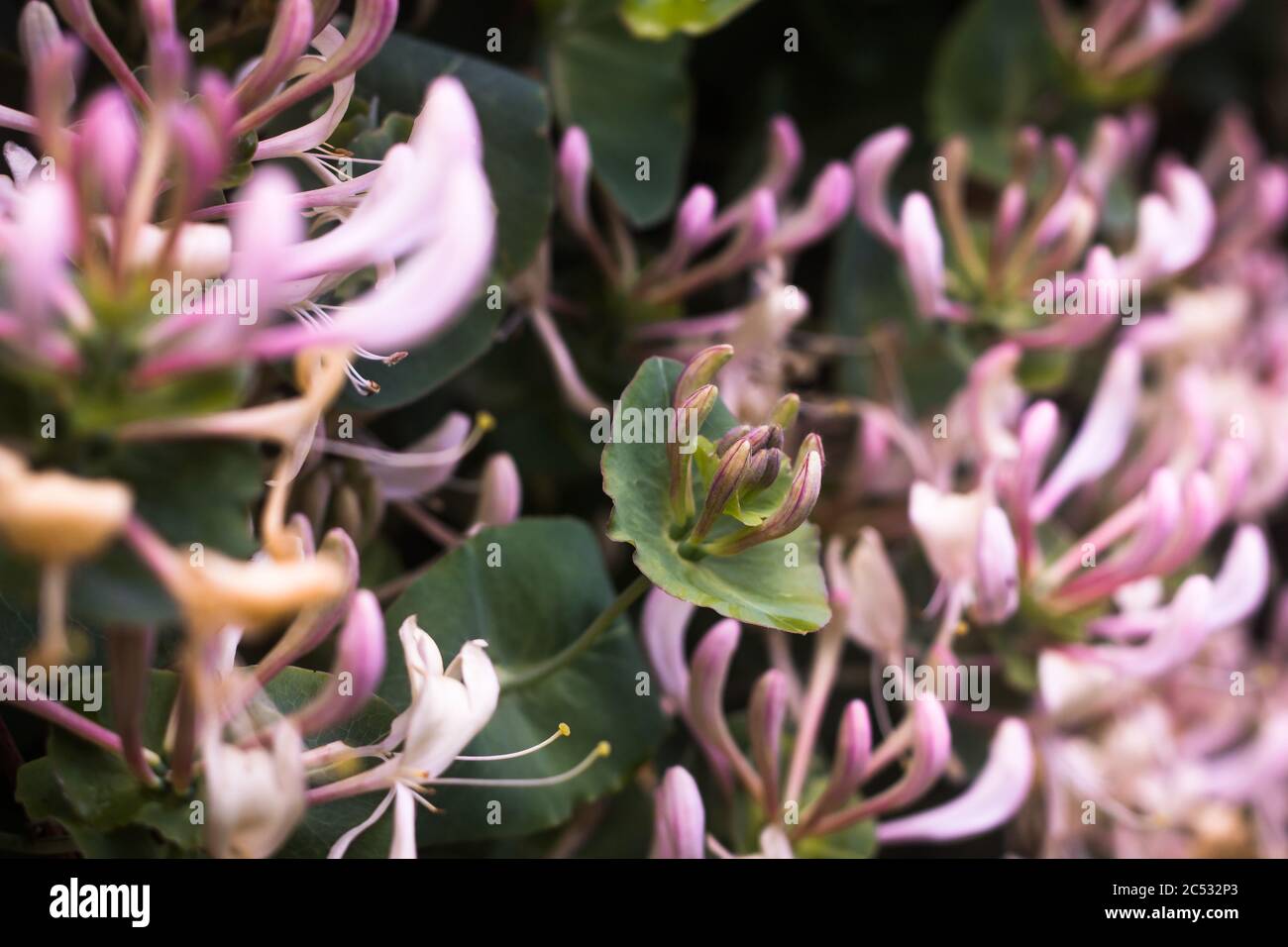blooming pink honeysuckle on a background of green leaves Stock Photo ...