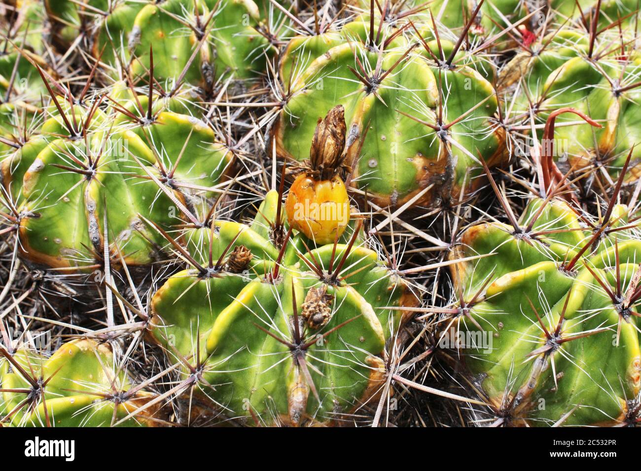 Kaktus ferocactus robustus Stock Photo - Alamy