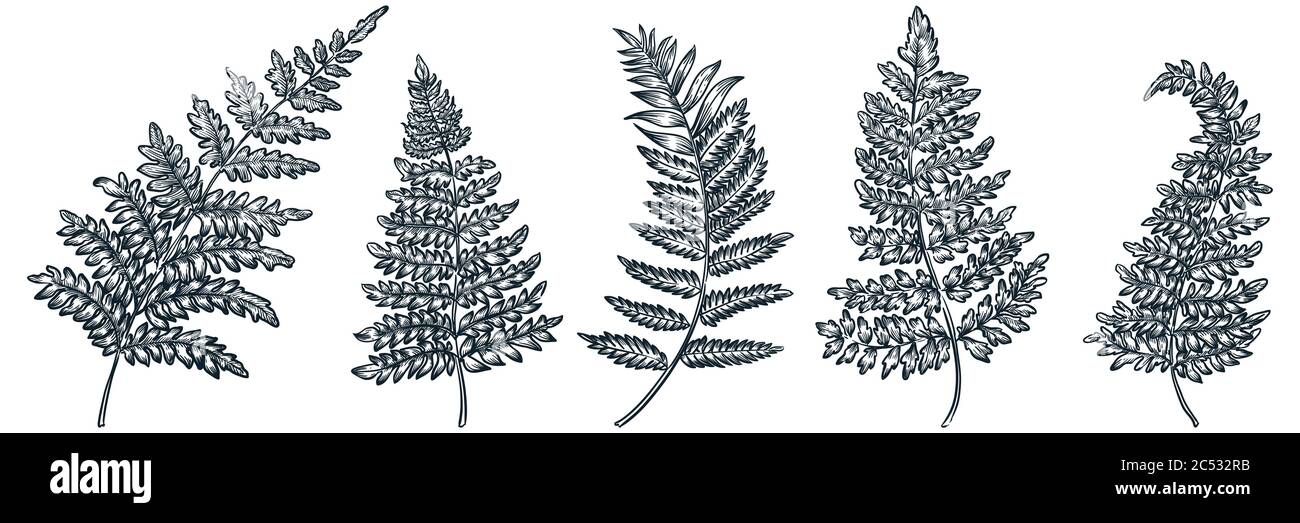 Fern leaves set, vector doodle sketch illustration. Hand drawn floral ...