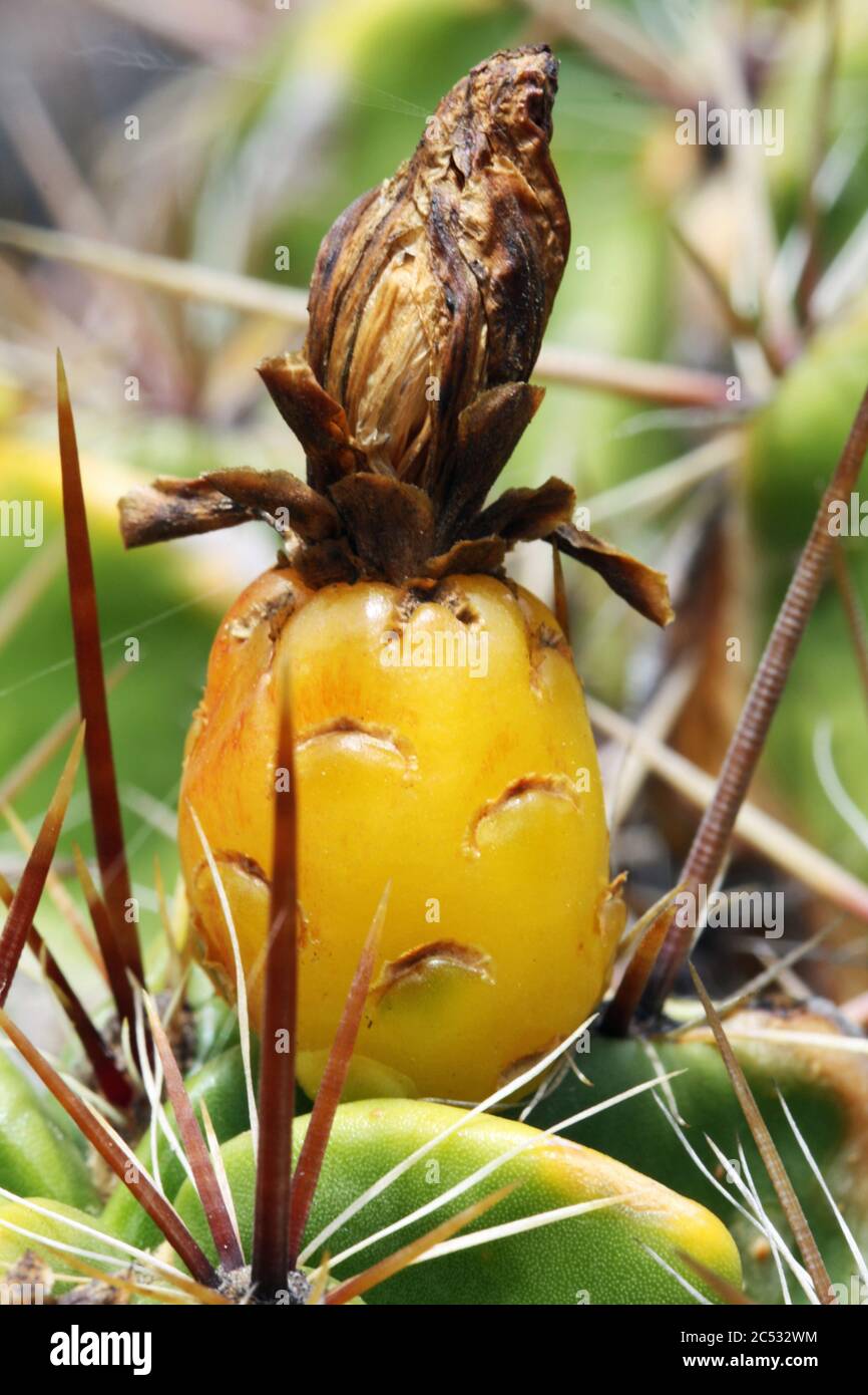 Kaktus ferocactus robustus Stock Photo - Alamy