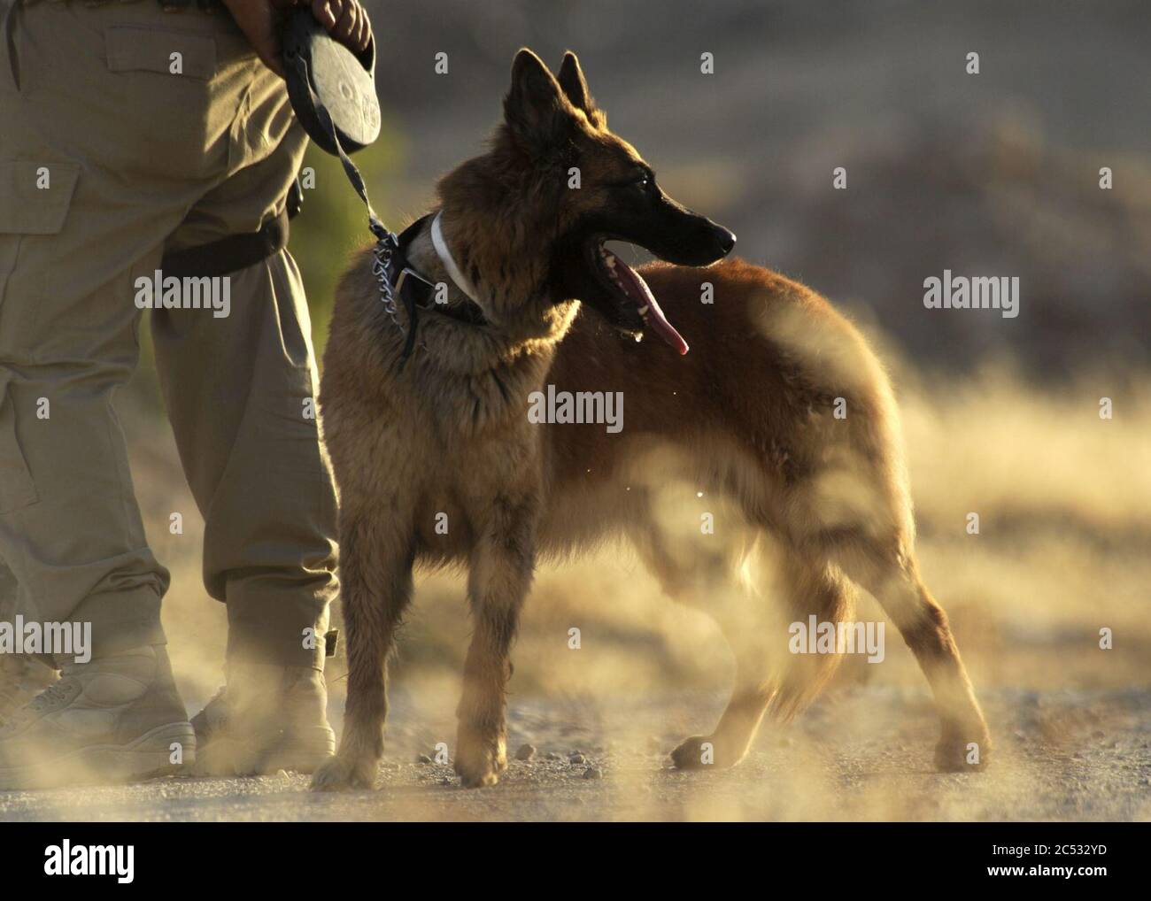Iraqi dog handlers patrol Mosul Stock Photo - Alamy
