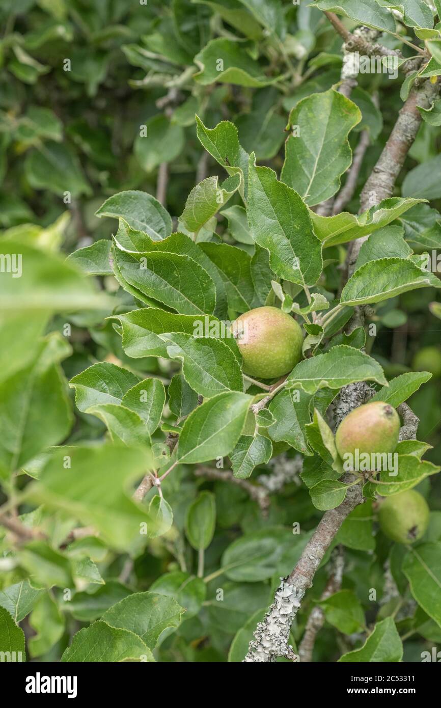 Pommier apple tree hi-res stock photography and images - Alamy