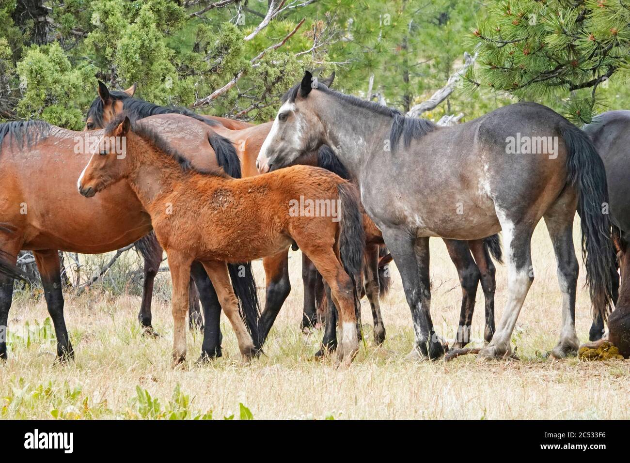 Ochoco national forest hi-res stock photography and images - Alamy