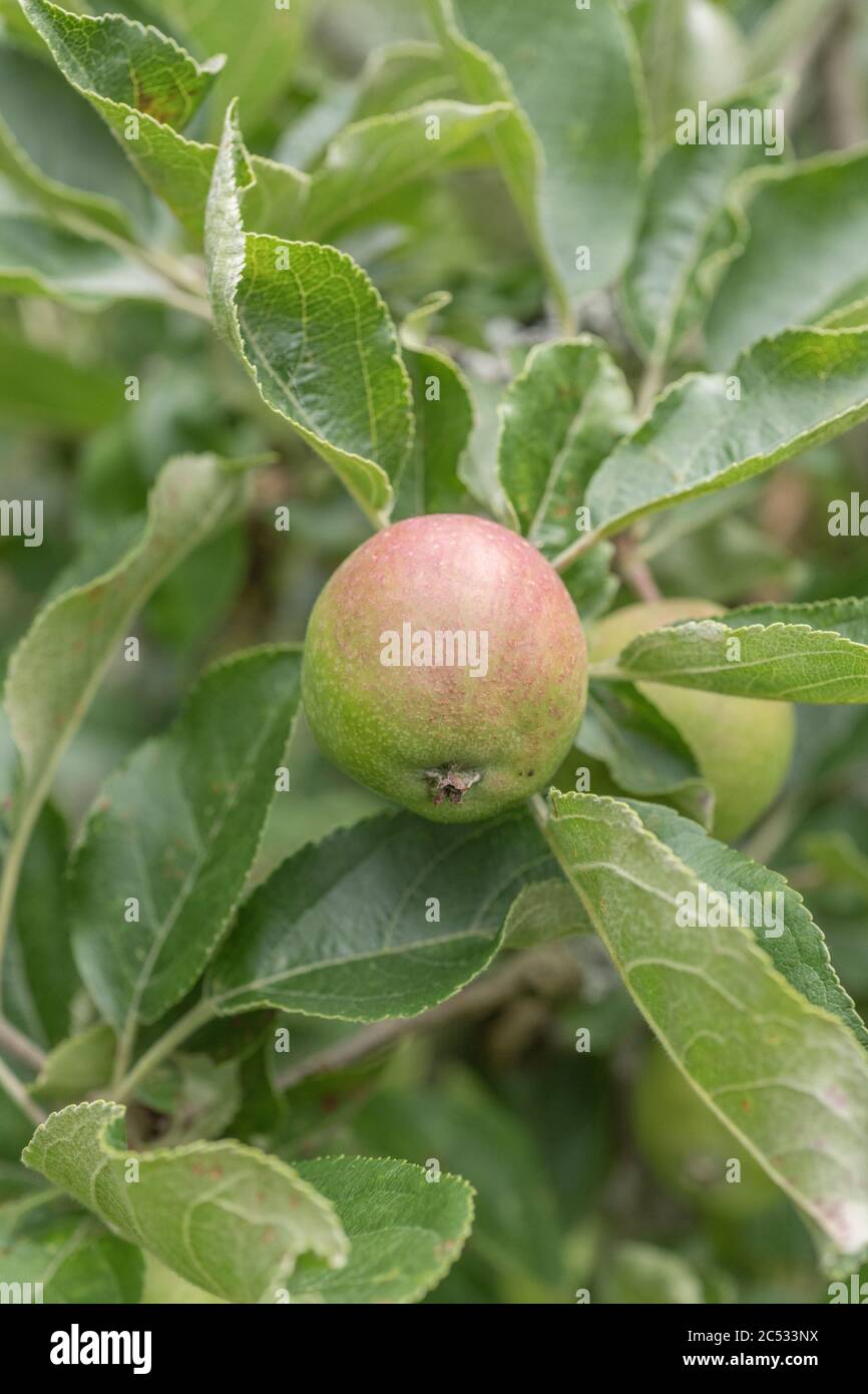 Pommier apple tree hi-res stock photography and images - Alamy
