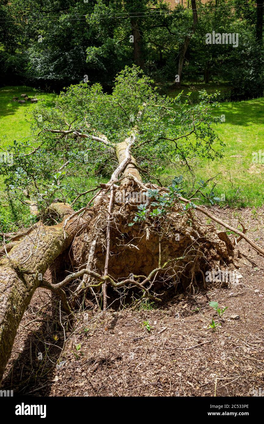 Oak Tree Roots High Resolution Stock Photography and Images - Alamy