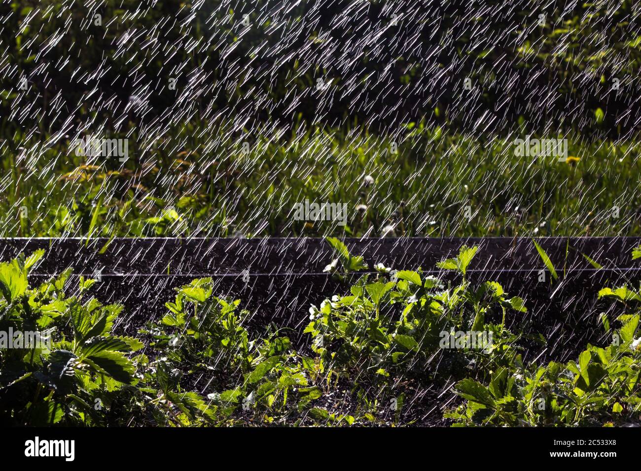 heavy rain pours on strawberries.jets of rain shine in the sun Stock ...