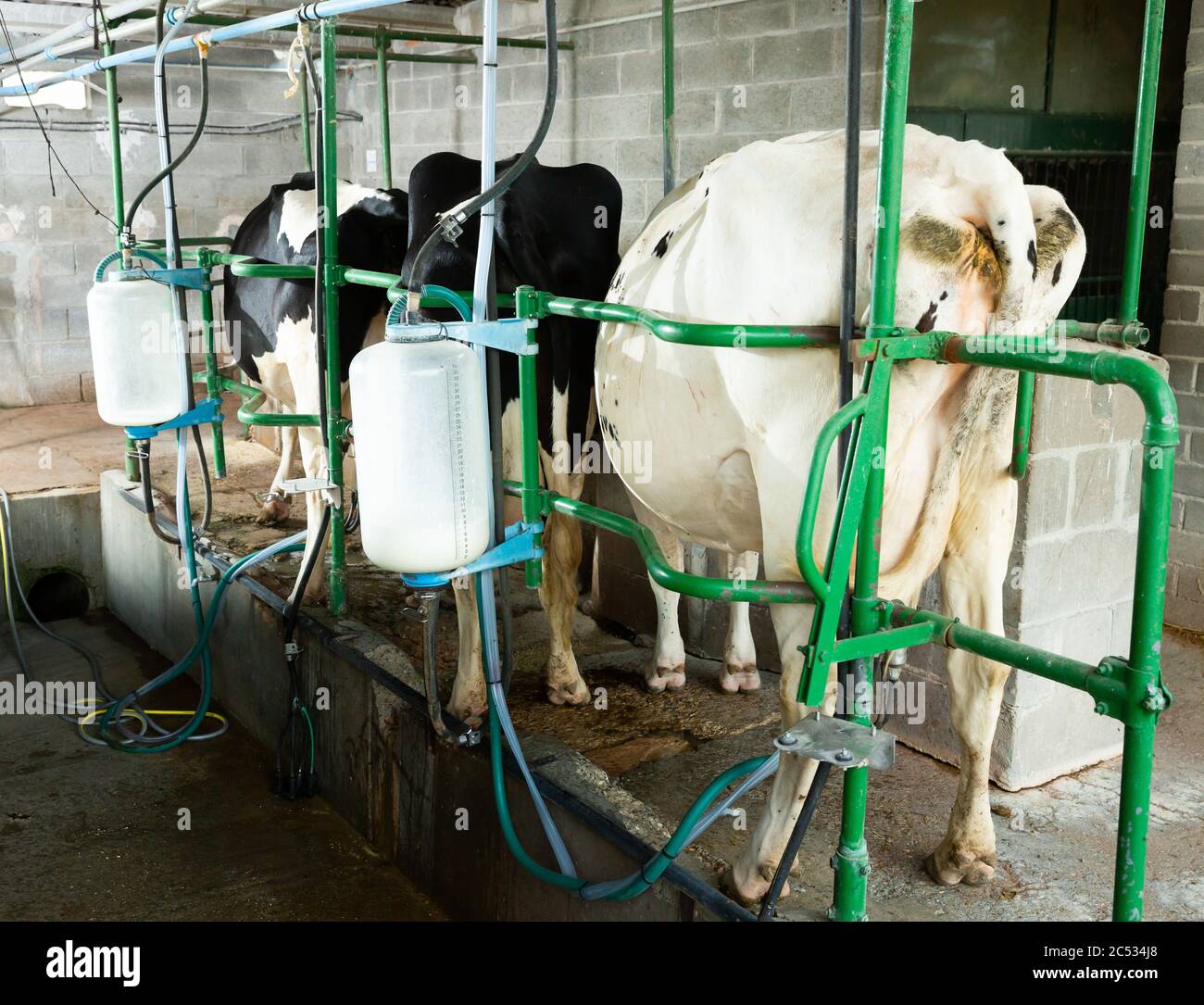 Modern Dairy Farm Swedish Dairy Farmer Goes For A Profit Of 10%