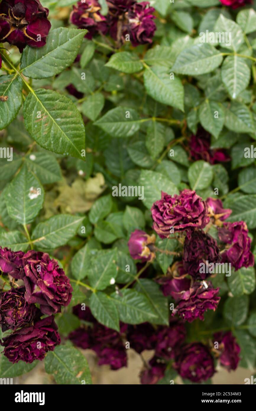 Pink rose in sun hi-res stock photography and images - Alamy