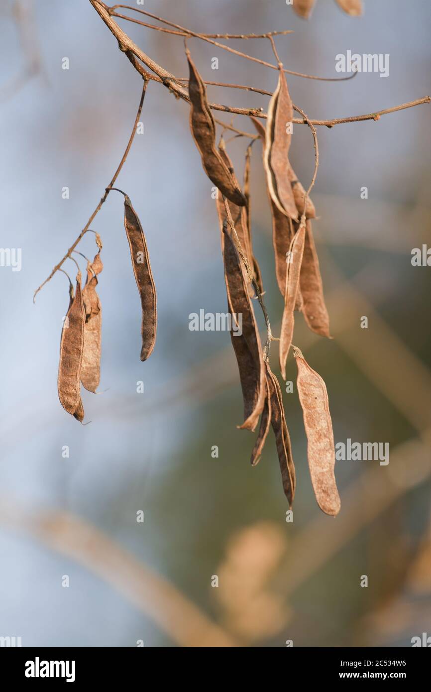 Vertical shot of dried acacia pods with blurred background Stock Photo ...