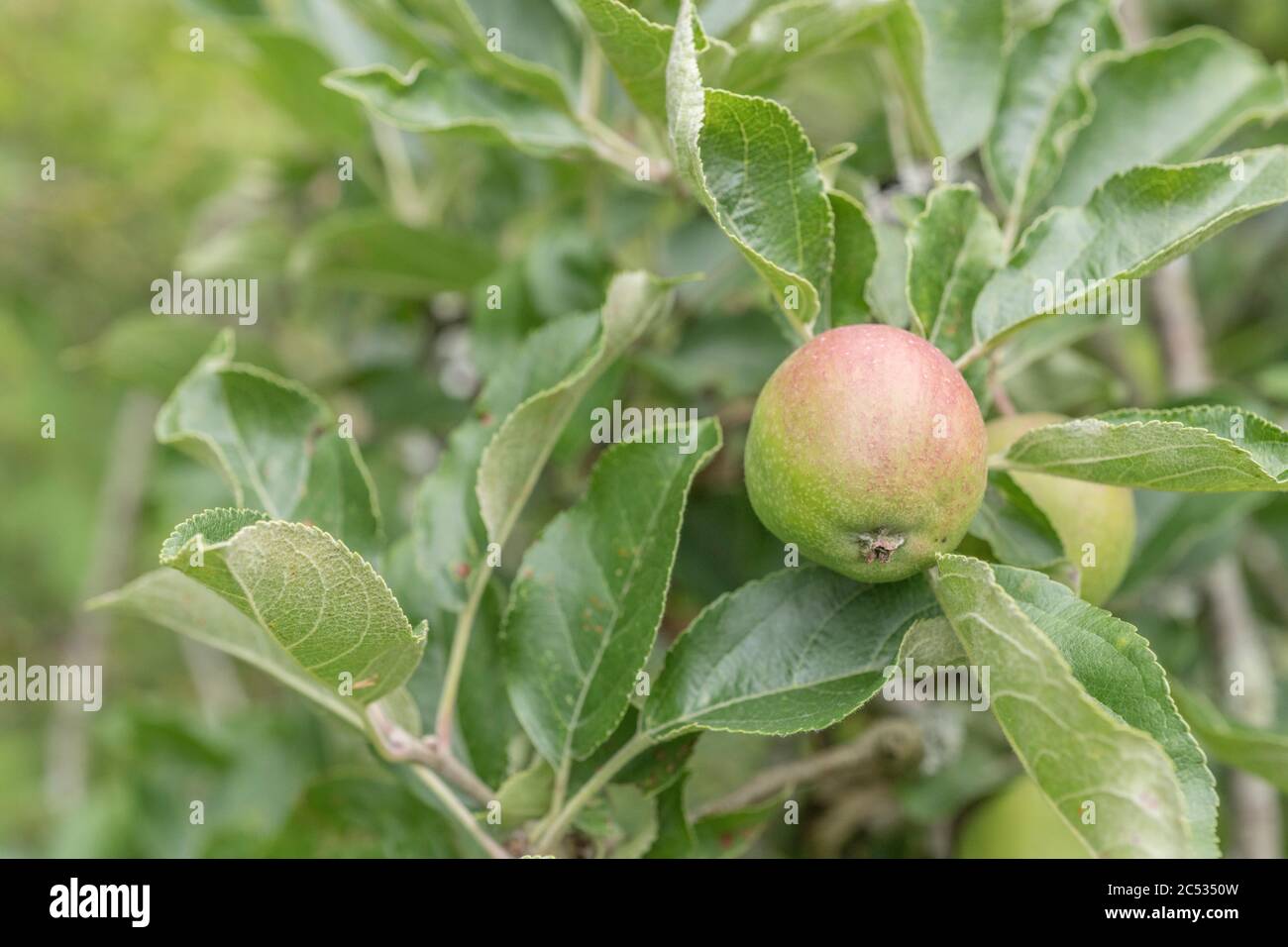 Apple Malus Malus Domestica Sort High Resolution Stock Photography and ...
