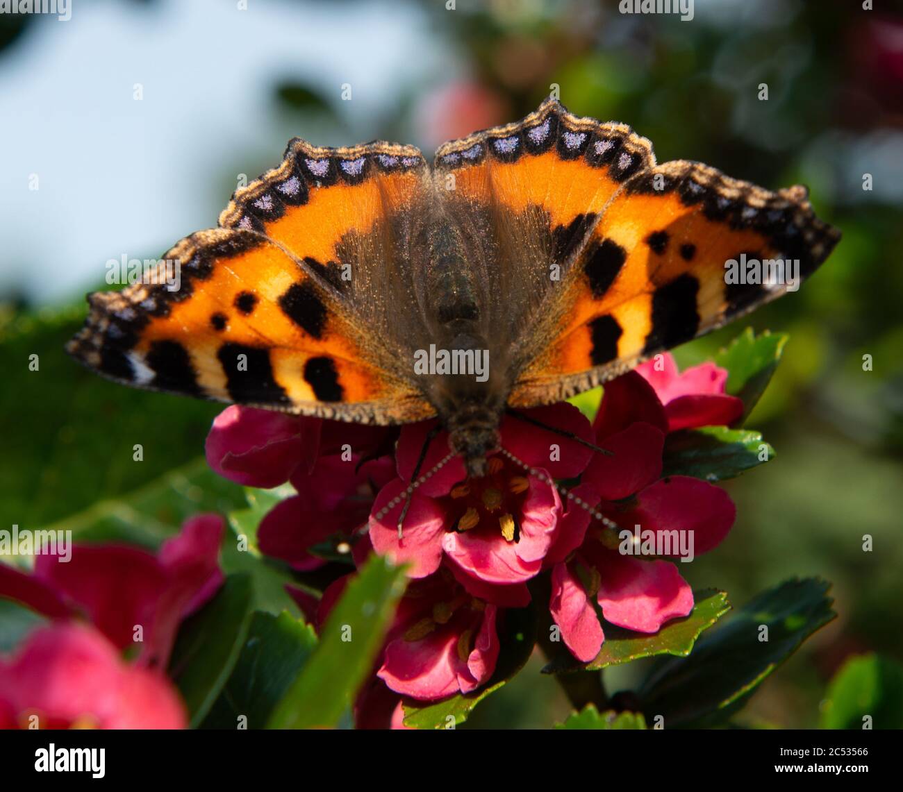 Tortoise Shell Butterfly perches on pink summer flowers in bright ...